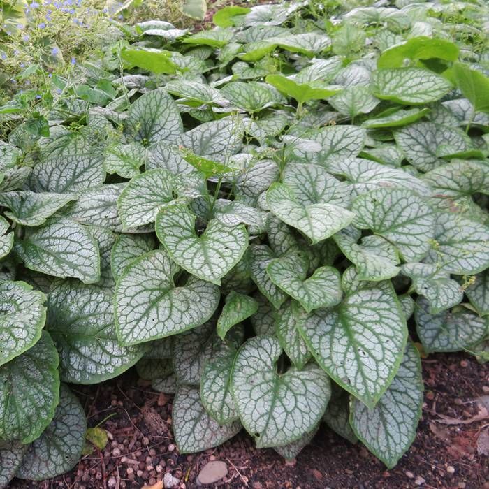 Buy Brunnera macrophylla Silver Spear 9 cm affordable | Gardens4You.co.uk