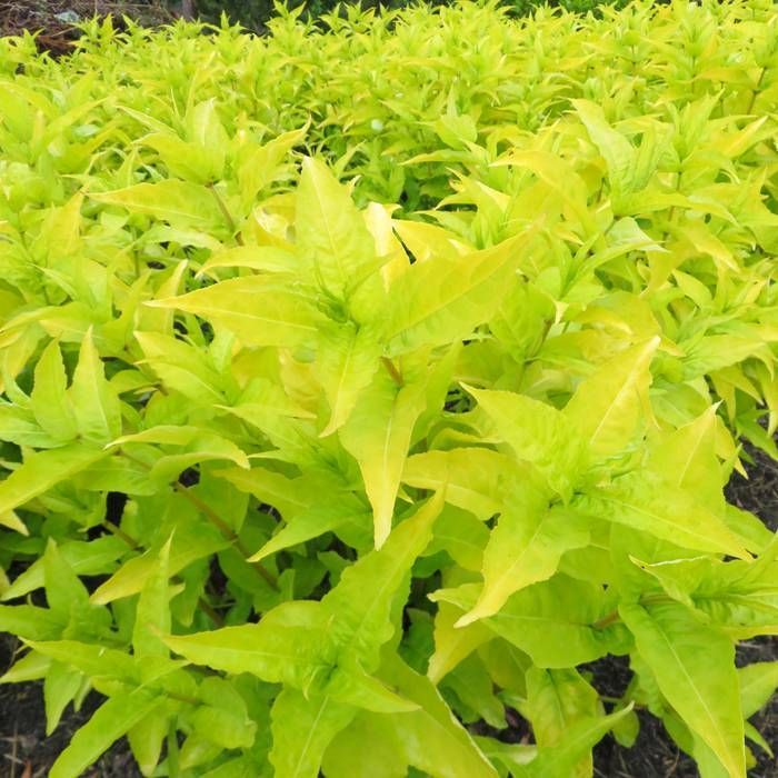 Buy Diervilla rivularis Honeybee 9 cm pot affordable | Gardens4You.co.uk