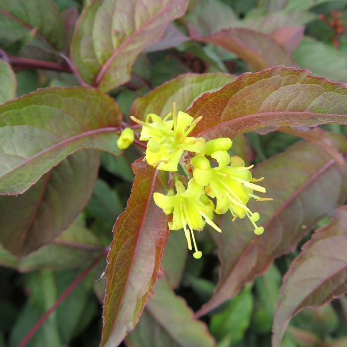 Buy Diervilla Splendens 9 cm pot affordable | Gardens4You.co.uk