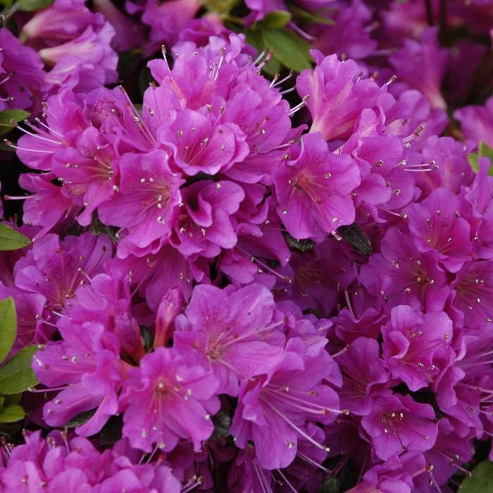 Buy Rhododendron Geisha lilac 9 cm pot affordable | Gardens4You.co.uk