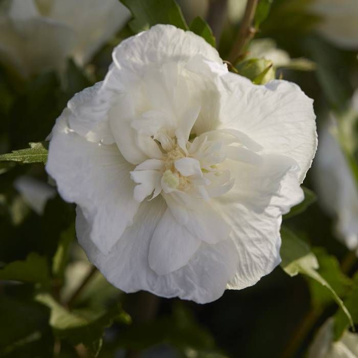 Buy Hybiscus Syriacus White Chiffon 9 cm affordable | Gardens4You.co.uk