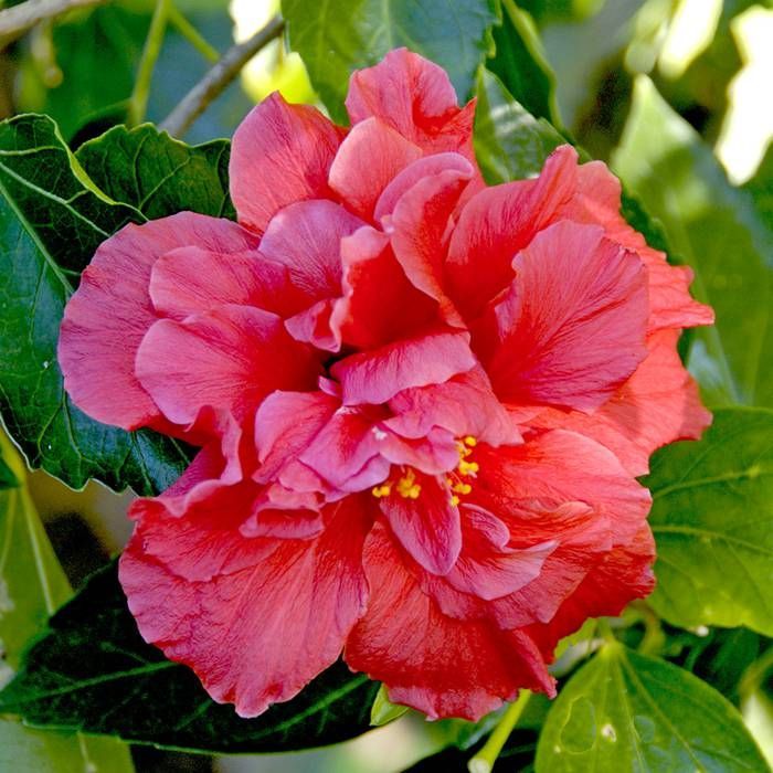 Buy Hybiscus Syriacus Magenta Chiffon 9 cm affordable | Gardens4You.co.uk