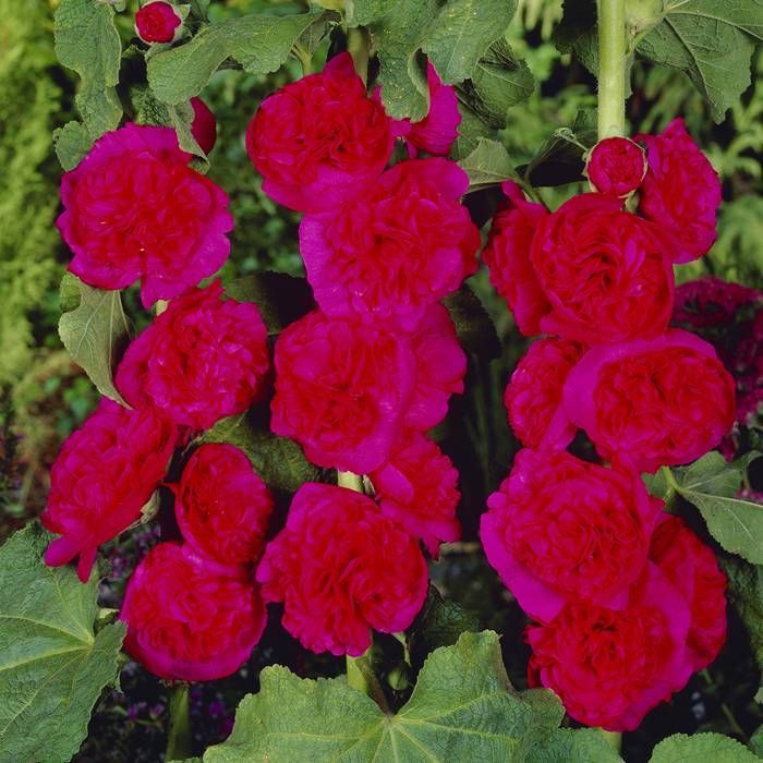 Buy Alcea rosea double Red 11 cm affordable | Gardens4You.co.uk