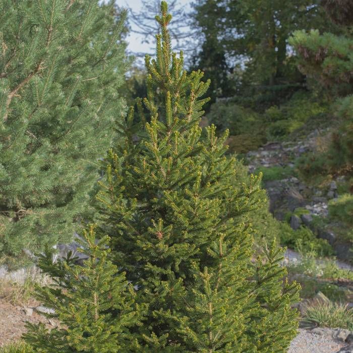 Buy Picea glauca Perfecta affordable | Gardens4You.co.uk