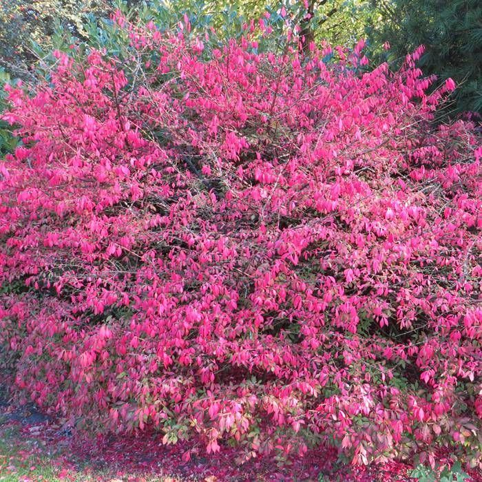 Buy Euonymus Alatus compactus 9 cm pot affordable | Gardens4You.co.uk