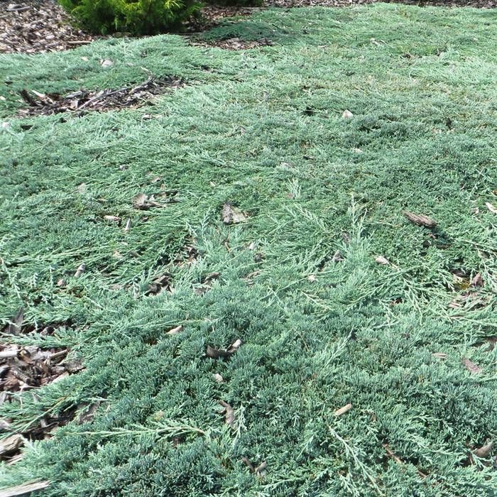 Buy Juniperus horizontalis Ice Blue 9 cm pot affordable | Gardens4You.co.uk