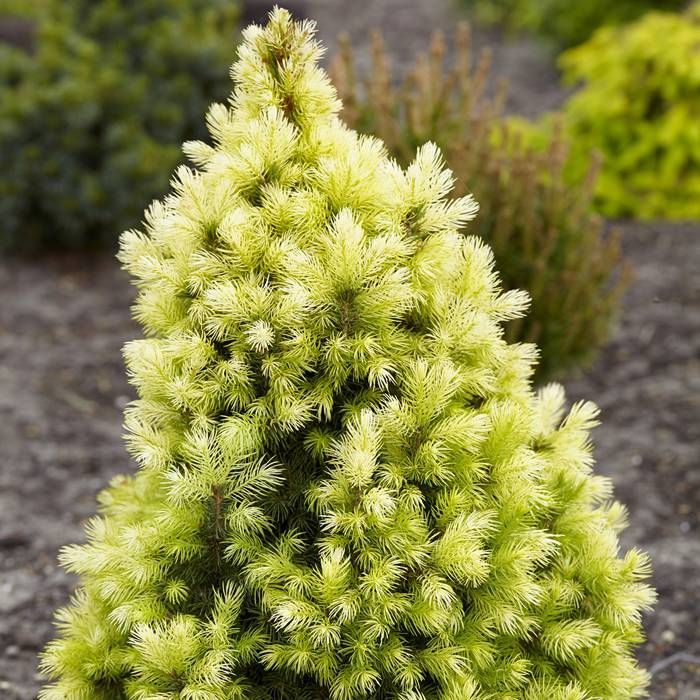 Buy Picea Glauca Daisy's White 9 cm pot affordable | Gardens4You.co.uk