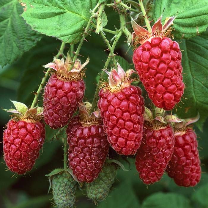 Buy Raspberry Glen Ample affordable | Gardens4You.co.uk