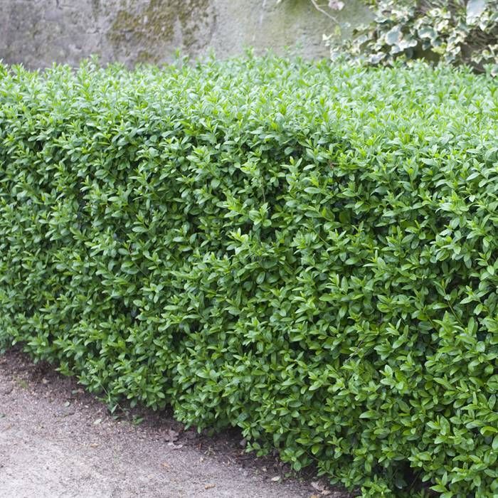 Buy Ligustrum vulgaris Atrovirens 9 cm pot affordable | Gardens4You.co.uk