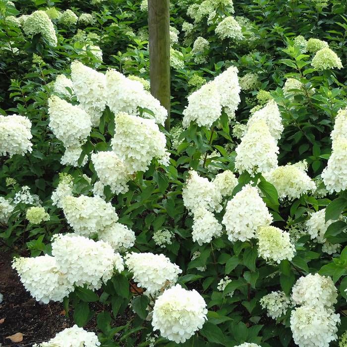 Buy Hydrangea paniculata Mojito 12 cm pot affordable | Gardens4You.co.uk