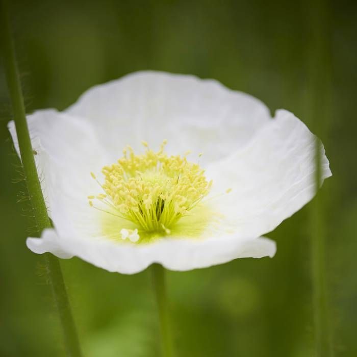 Buy Papaver nudicaule Pop up White 15cm pot affordable | Gardens4You.co.uk