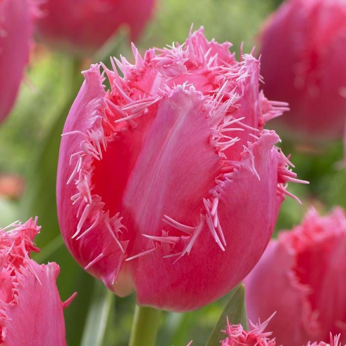 Buy Tulip fringed Cacharel 11/12 cm x 10 affordable | Gardens4You.co.uk