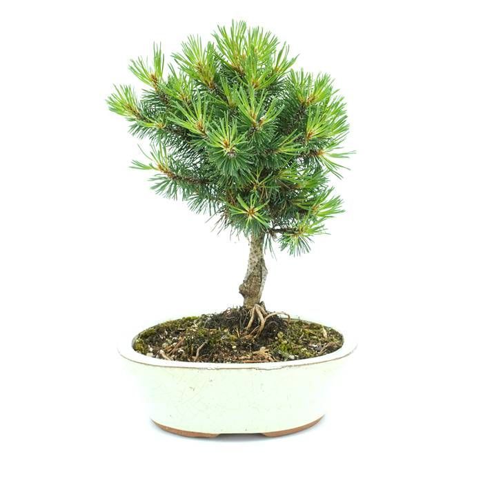 Buy Bonsai Pinus Broom 15 cm affordable | Gardens4You.co.uk