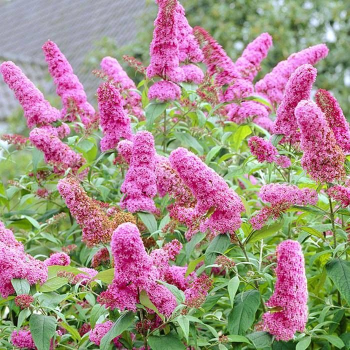 Buy Buddleja davidii Pink affordable | Gardens4You.co.uk