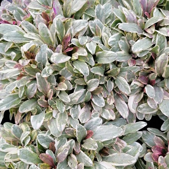 Buy Ajuga tenorii Princess Nadia affordable | Gardens4You.co.uk