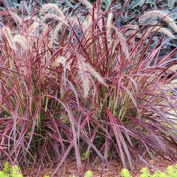 Buy Pennisetum Fireworks affordable | Gardens4You.co.uk