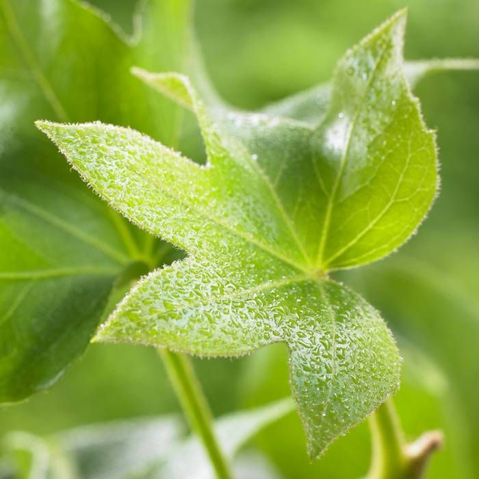 Buy Fatshedera lizei Pia affordable | Gardens4You.co.uk