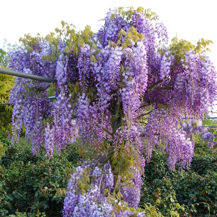 Buy Wisteria Sinensis Prolific affordable | Gardens4You.co.uk