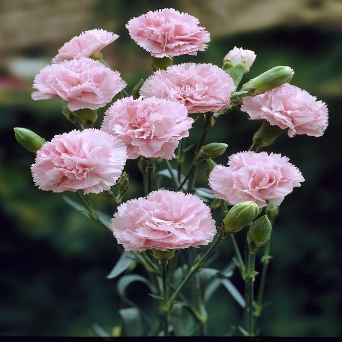 Dianthus Caryophyllus